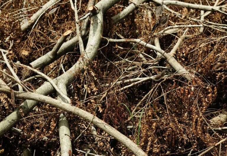 Dove buttare rami e foglie? - Raccolta del verde